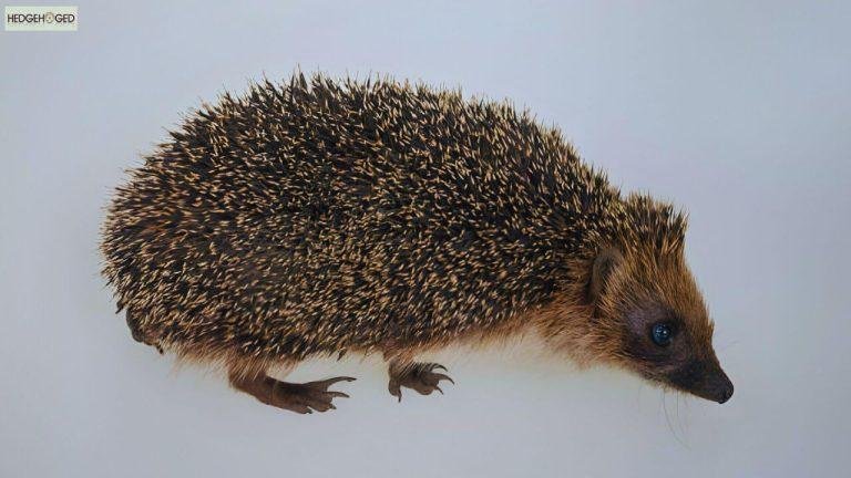 17 Different Types Of Hedgehogs in The World With Pictures