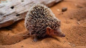 17 Different Types Of Hedgehogs in The World With Pictures