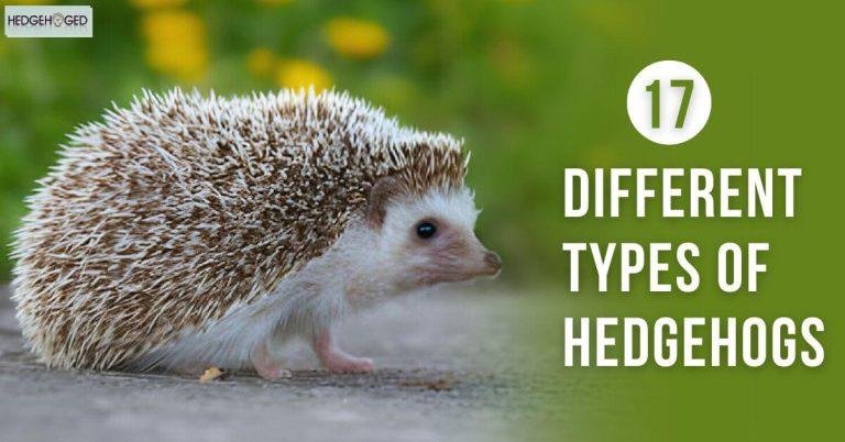 17 Different Types Of Hedgehogs in The World With Pictures
