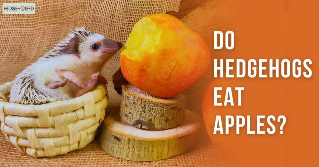 Do Hedgehogs Eat Apples? What's the Benefits in Their Diets?