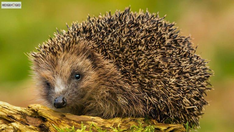 17 Different Types Of Hedgehogs in The World With Pictures