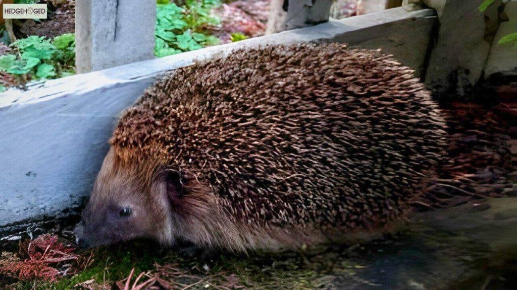 17 Different Types Of Hedgehogs in The World With Pictures