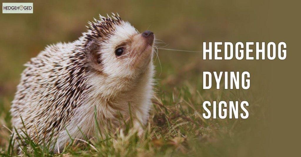 A Comprehensive Guide to Hedgehog Dying Signs -Hedgehoged