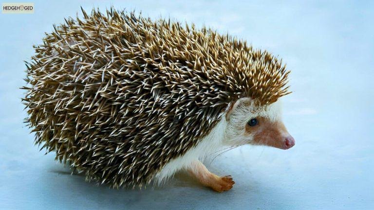 17 Different Types Of Hedgehogs in The World With Pictures