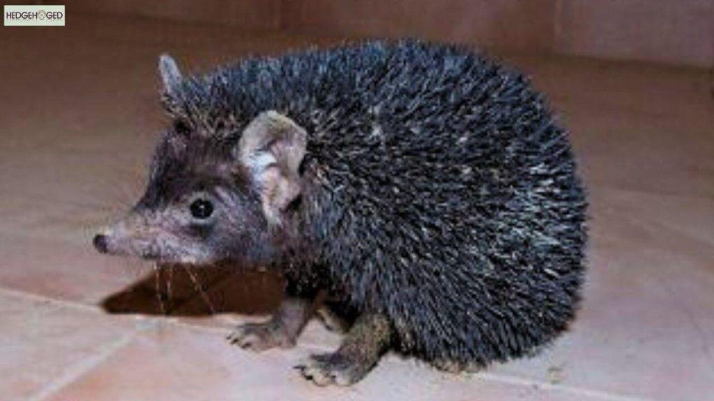 17 Different Types Of Hedgehogs in The World With Pictures