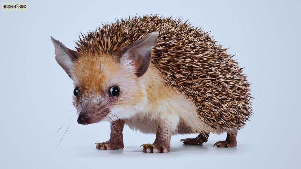 17 Different Types Of Hedgehogs in The World With Pictures