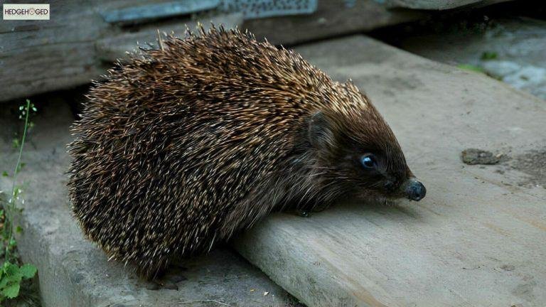17 Different Types Of Hedgehogs in The World With Pictures