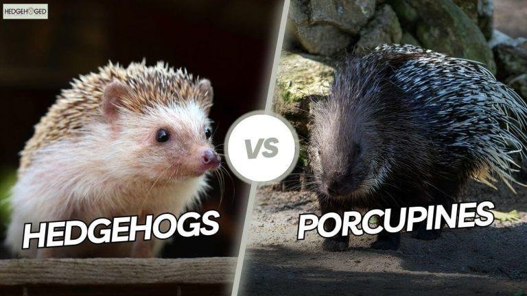 Are Hedgehogs Rodents? The Hedgehog Classification