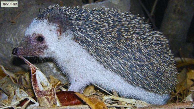 17 Different Types Of Hedgehogs in The World With Pictures