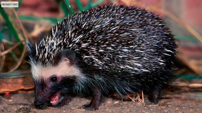 17 Different Types Of Hedgehogs in The World With Pictures
