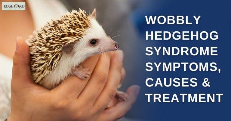 Wobbly Hedgehog Syndrome Symptoms, Causes & Treatment