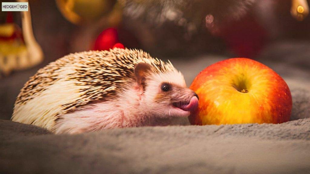 Do Hedgehogs Eat Apples? What's the Benefits in Their Diets?