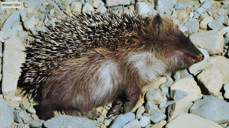 A Comprehensive Guide to Hedgehog Dying Signs -Hedgehoged