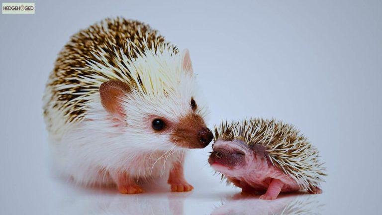 How Many Babies Do Hedgehogs Have? Hedgehoged
