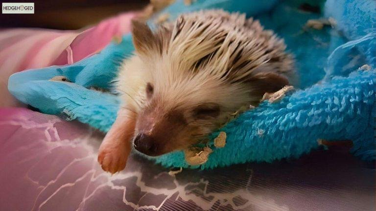 Wobbly Hedgehog Syndrome Symptoms, Causes & Treatment