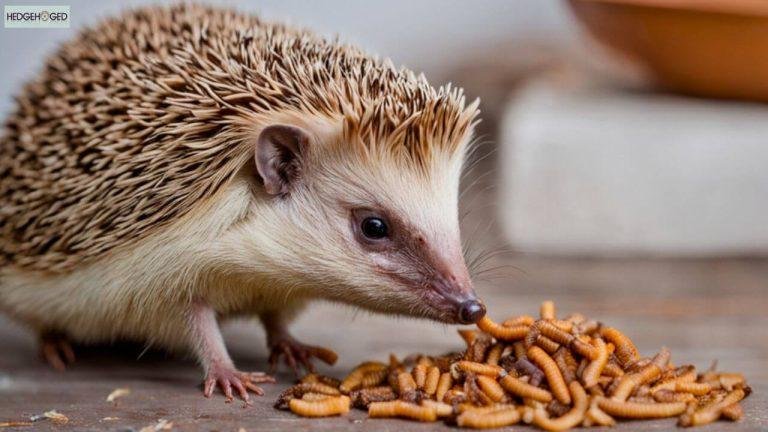Can Hedgehogs Eat Mealworms? A Guide to Safe Feeding