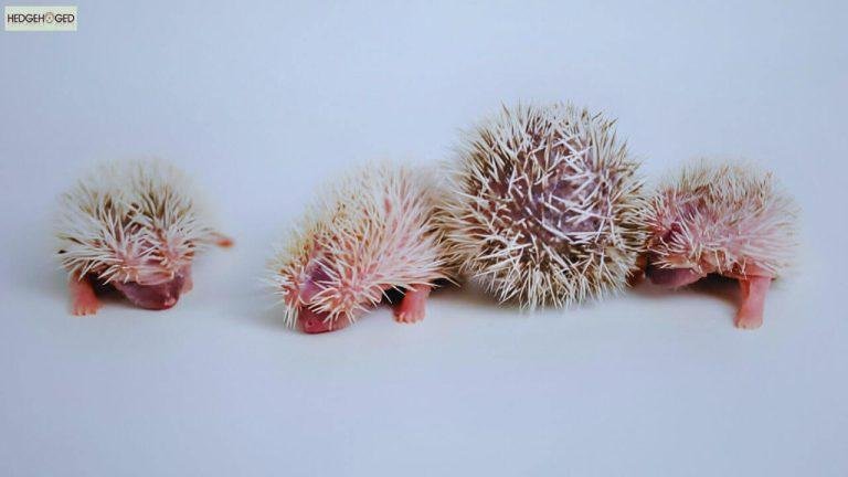 How Many Babies Do Hedgehogs Have? Hedgehoged
