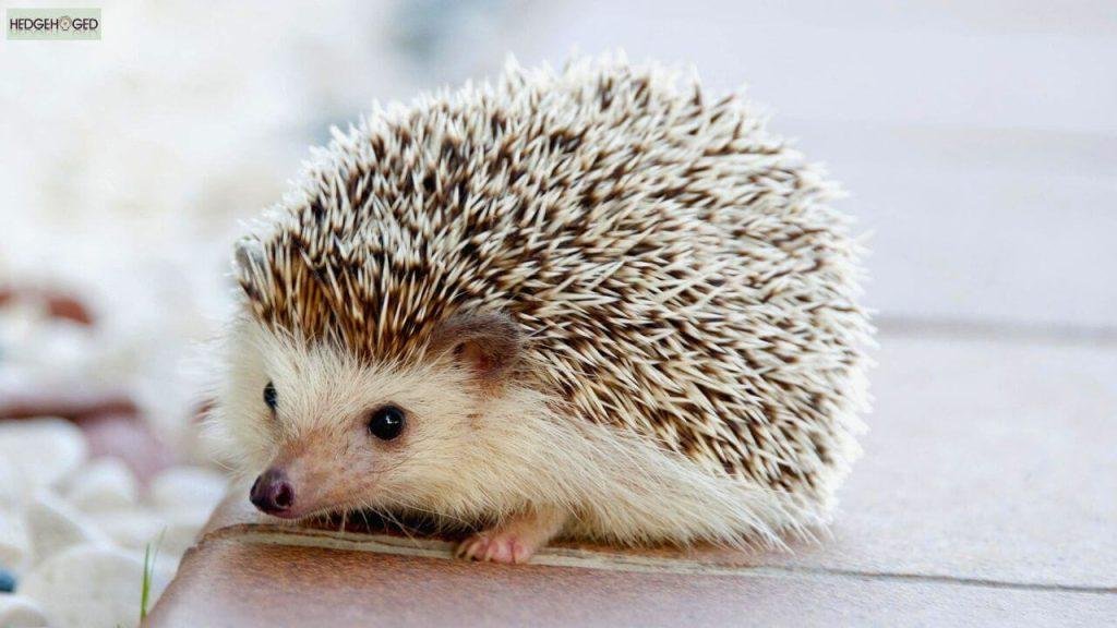 Early Signs Of Wobbly Hedgehog Syndrome (WHS)