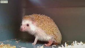 How Many Babies Do Hedgehogs Have? Hedgehoged