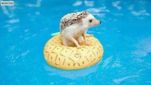 Can Hedgehogs Swim? All You Need to Know | Hedgehoged