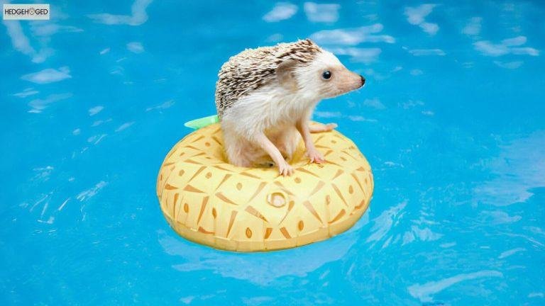 Can Hedgehogs Swim? All You Need to Know | Hedgehoged