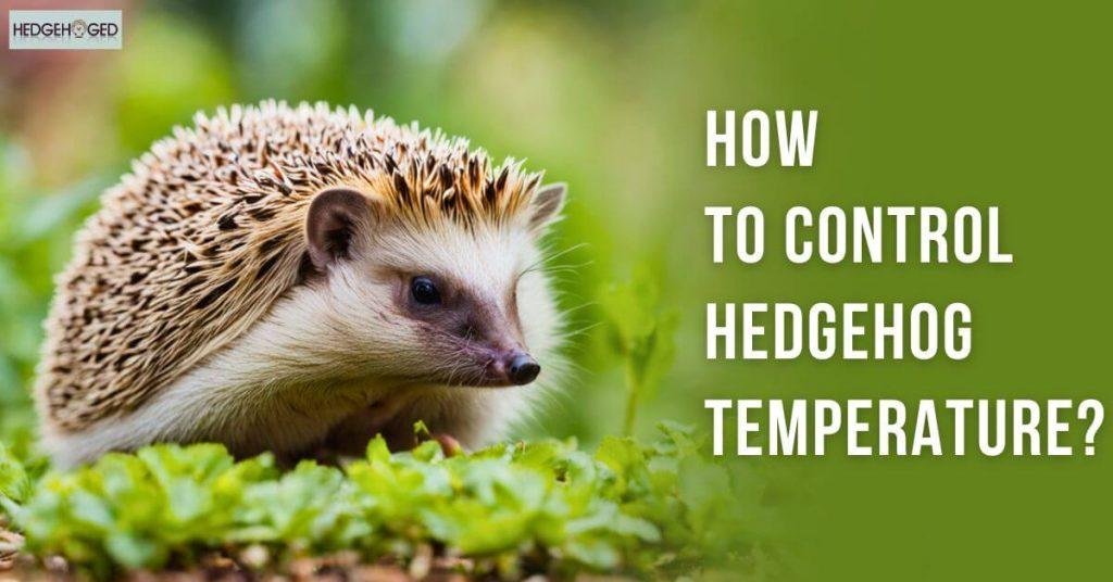 How to Control Hedgehog Temperature? A Step-by-Step Guide