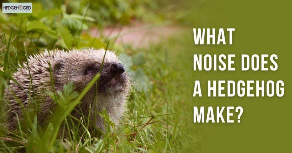 What Noise Does A Hedgehog Make? Sounds & Their Meanings