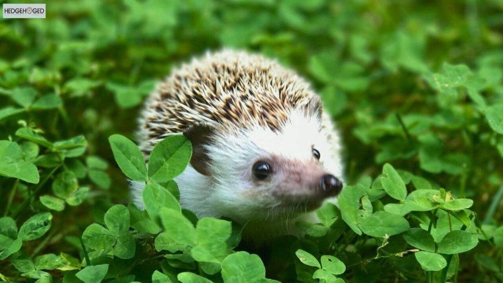 What Noise Does A Hedgehog Make? Sounds & Their Meanings