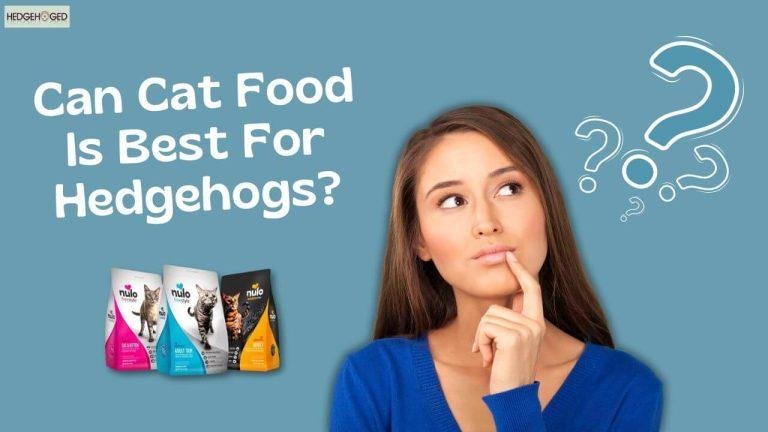 Can Hedgehogs Eat Cat Food? All You Need to Know!