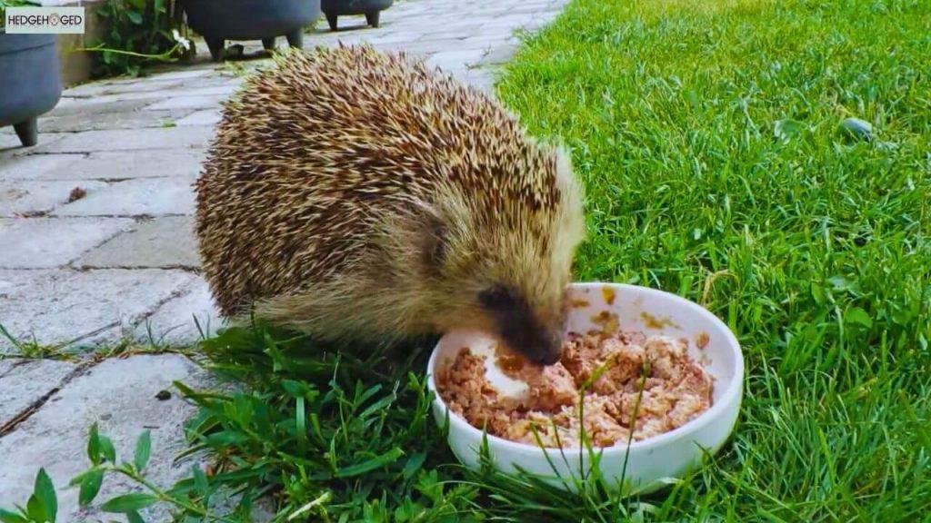 Can Hedgehogs Eat Fish Cat Food? All You Need to Know!