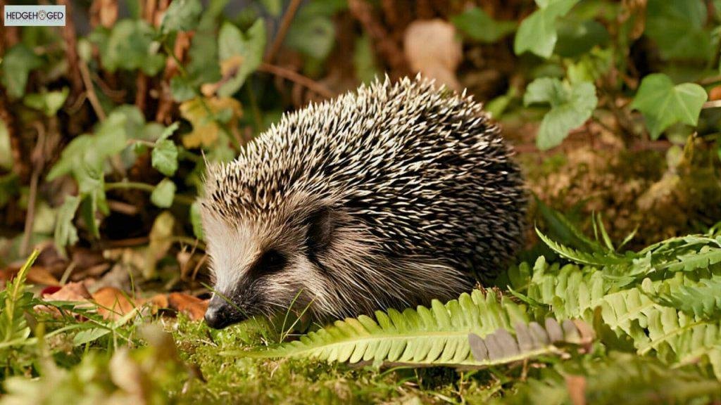 What Noise Does A Hedgehog Make? Sounds & Their Meanings