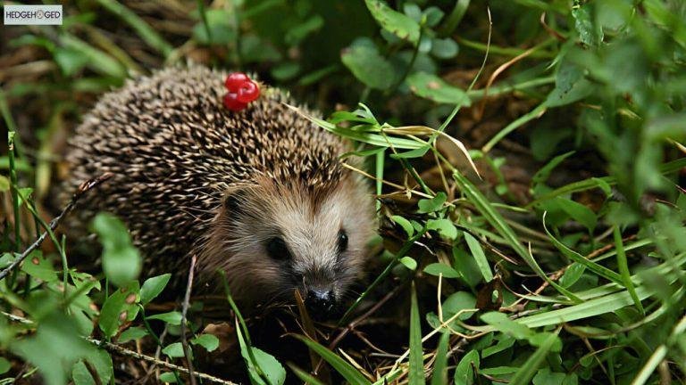 Are Hedgehogs Nocturnal? Exploring Their Nocturnal Behavior