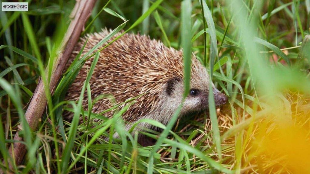 What Noise Does A Hedgehog Make? Sounds & Their Meanings
