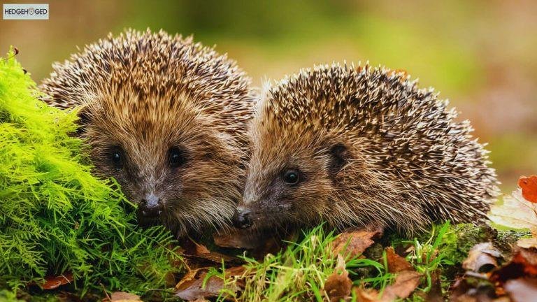 When Do Hedgehogs Hibernate and Why? All You Need to Know