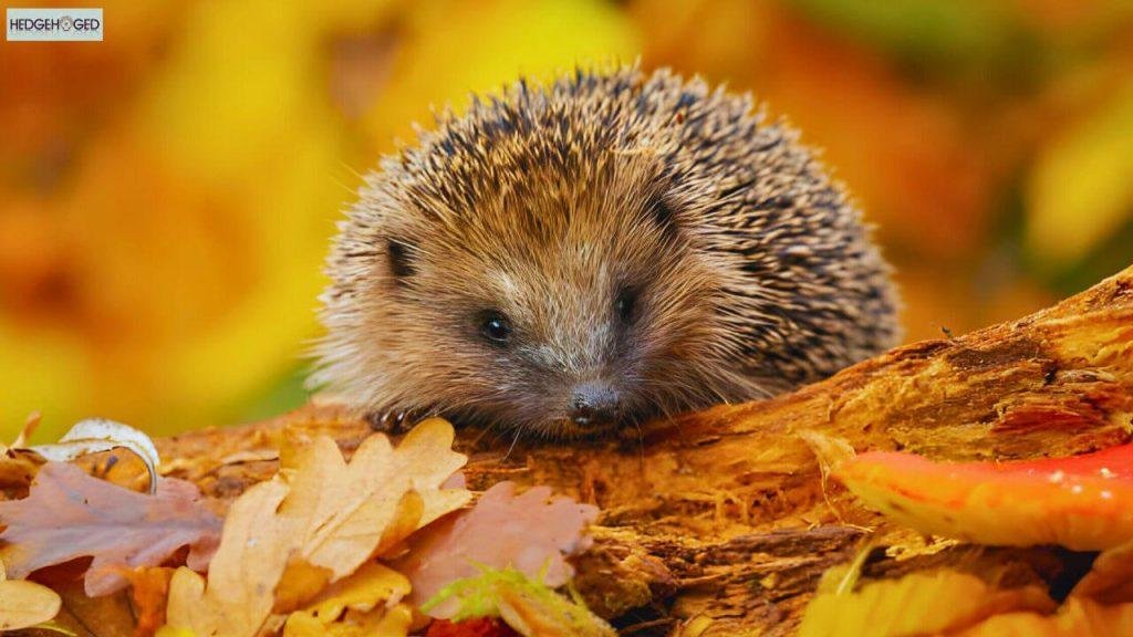 When Do Hedgehogs Hibernate and Why? All You Need to Know